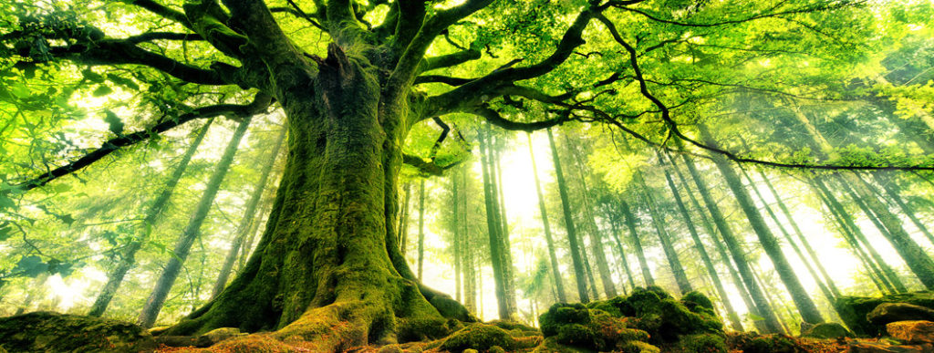 Green Field Holding Investment – A door to the Middle Wast for Oriental ...